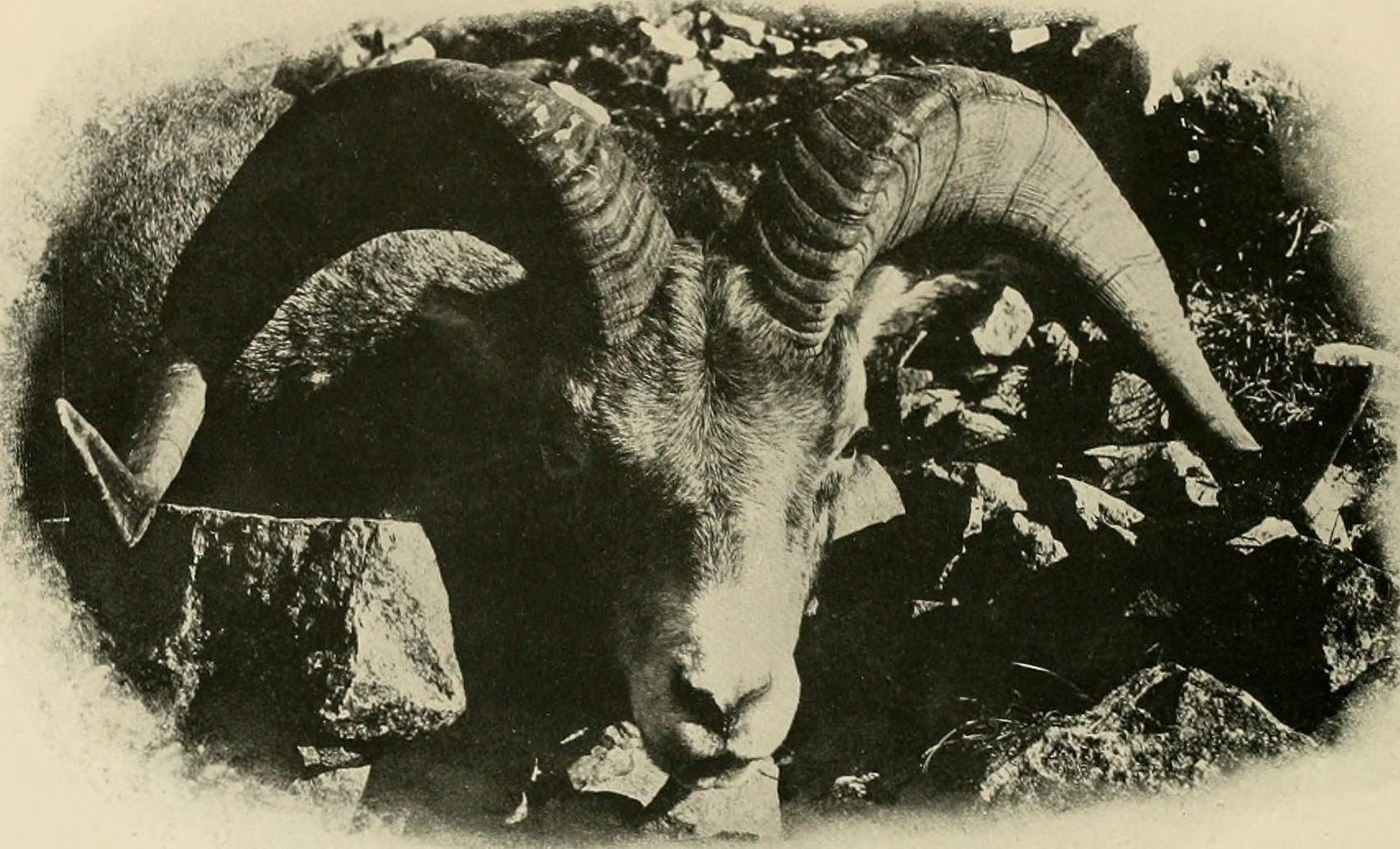 Breeding ‘giant’ sheep for sale to hunting preserves.