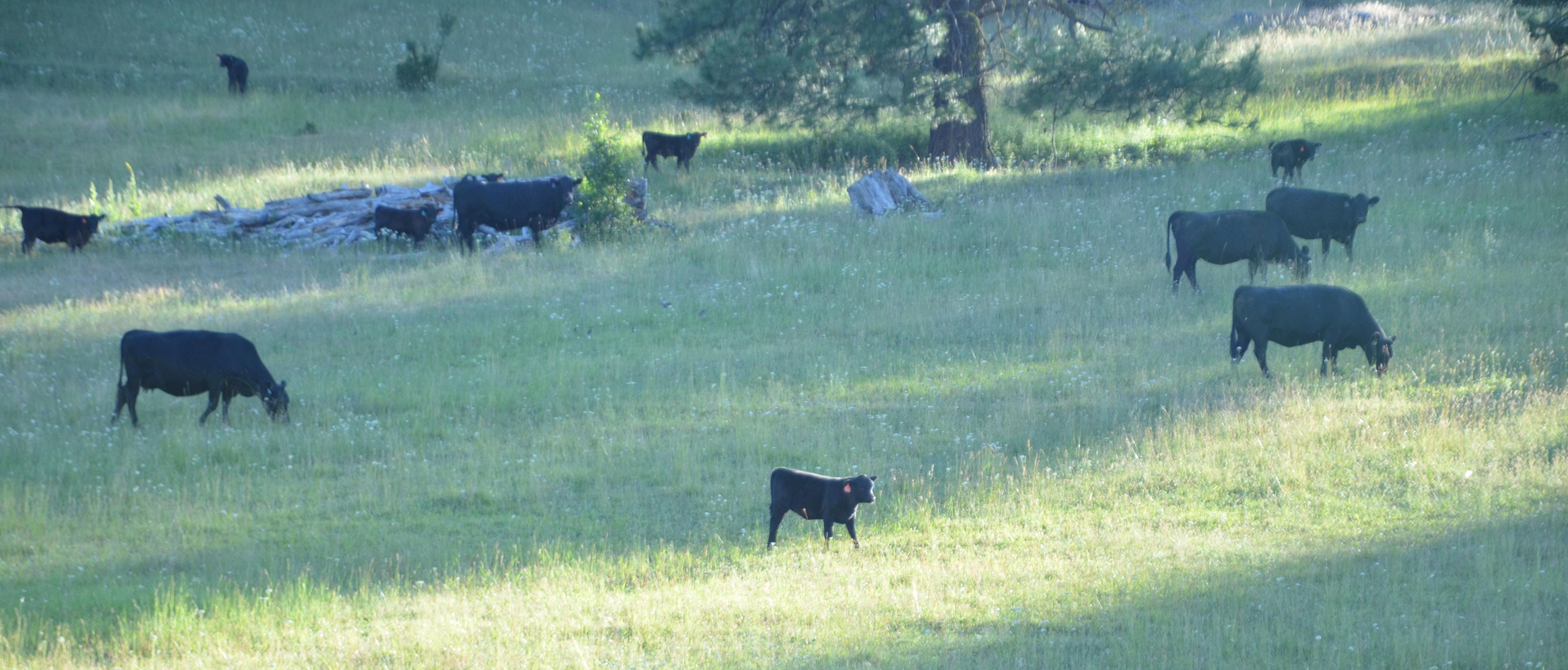 I took three of our yearling steers to the butcher, on the hoof.