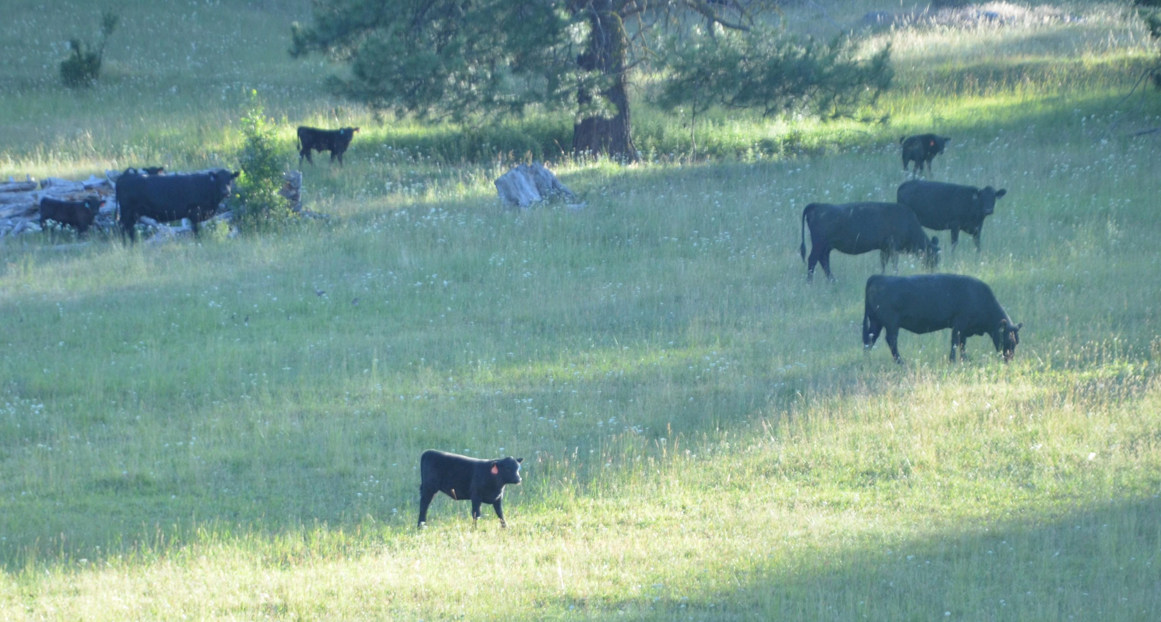 Editors' Prepping Progress. Feeding and watering the chickens, sheep ...