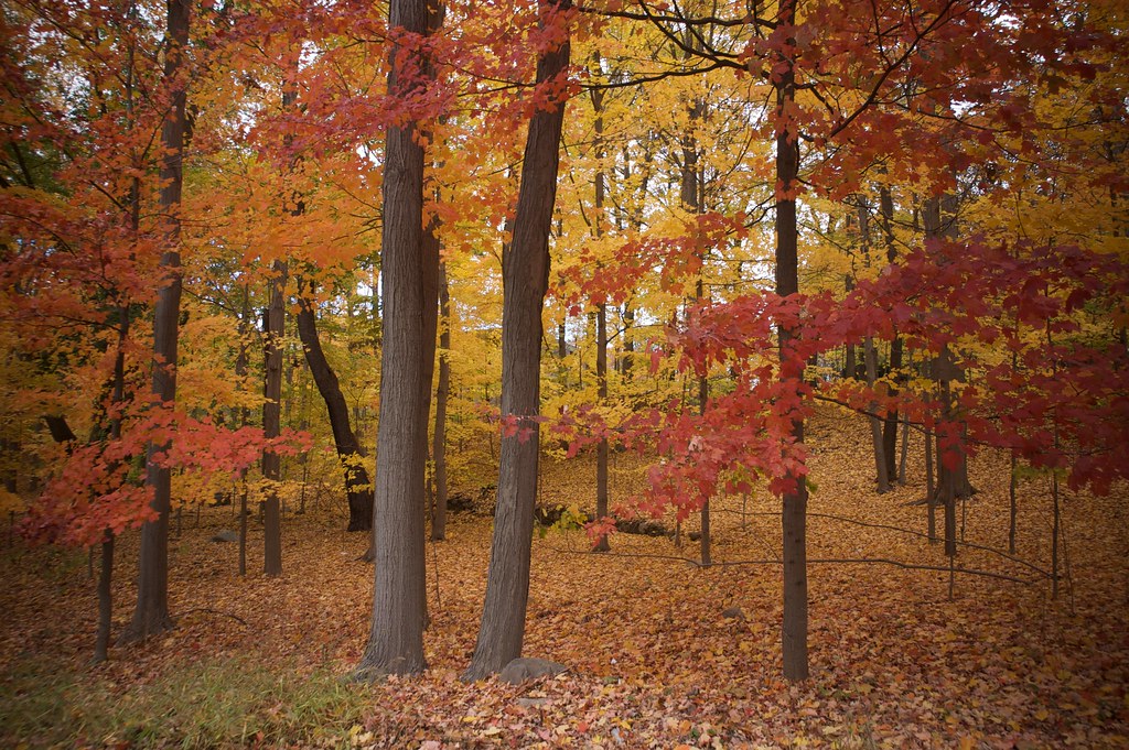"October, the extravagant sister, has ordered an immense amount of the ...