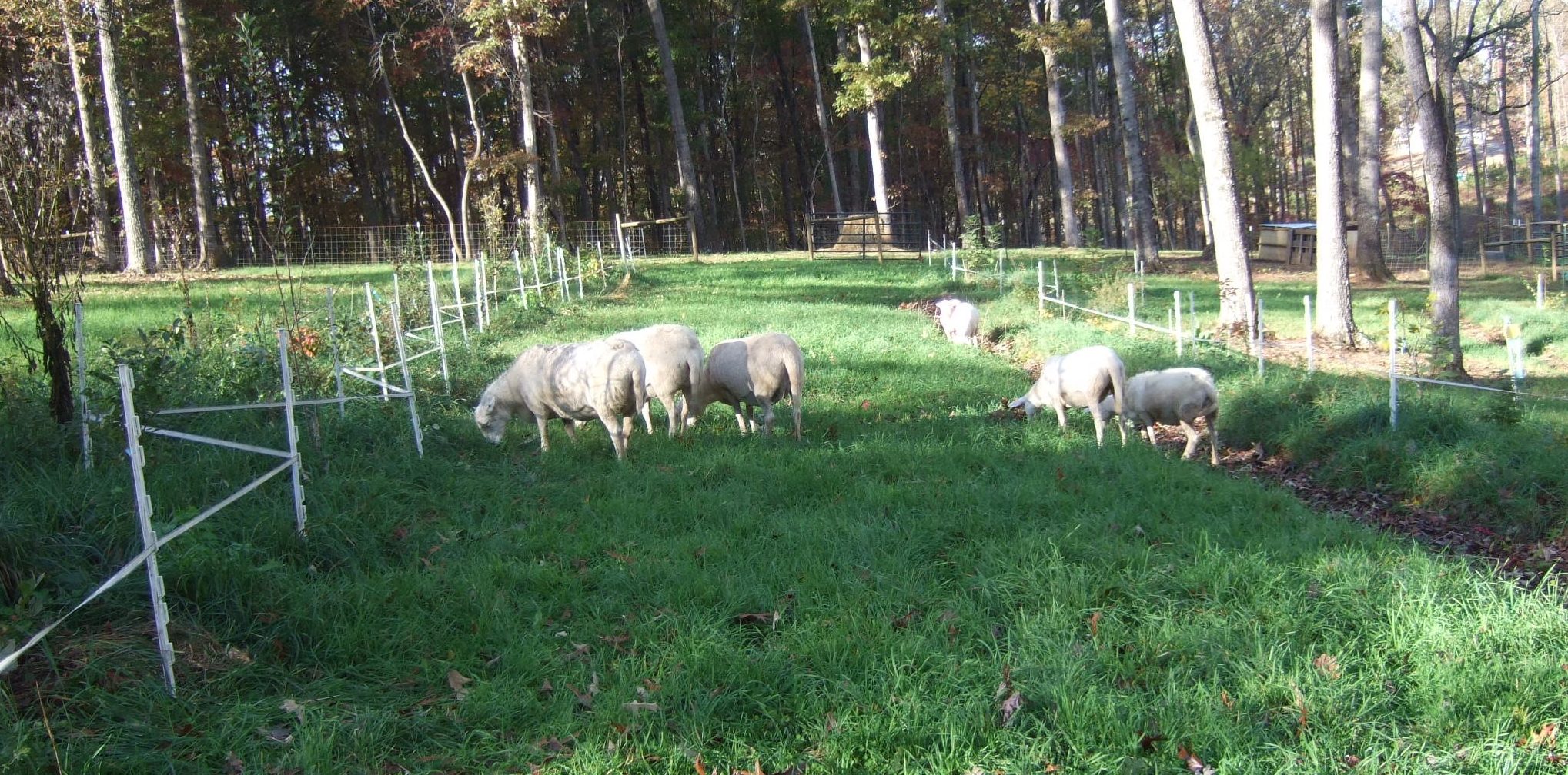 Lessons Learned In Our Orchard. Choose disease resistant varieties