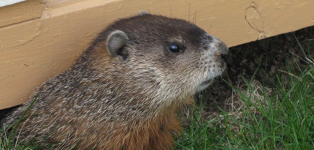 February 2, 1887, the first Groundhog Day: Punxsutawney, Pennsylvania.