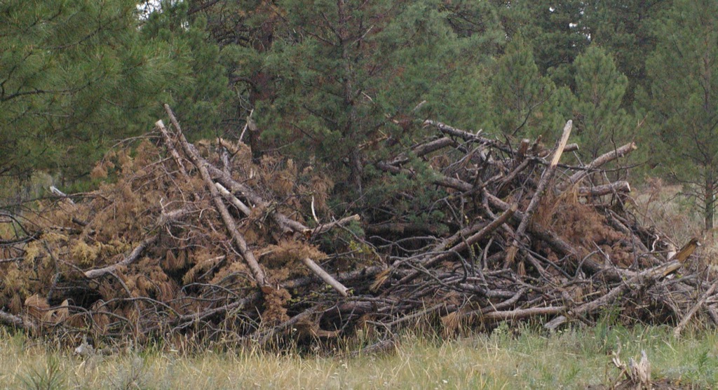 I slaughtered and butchered nine chickens. Burning my slash piles/