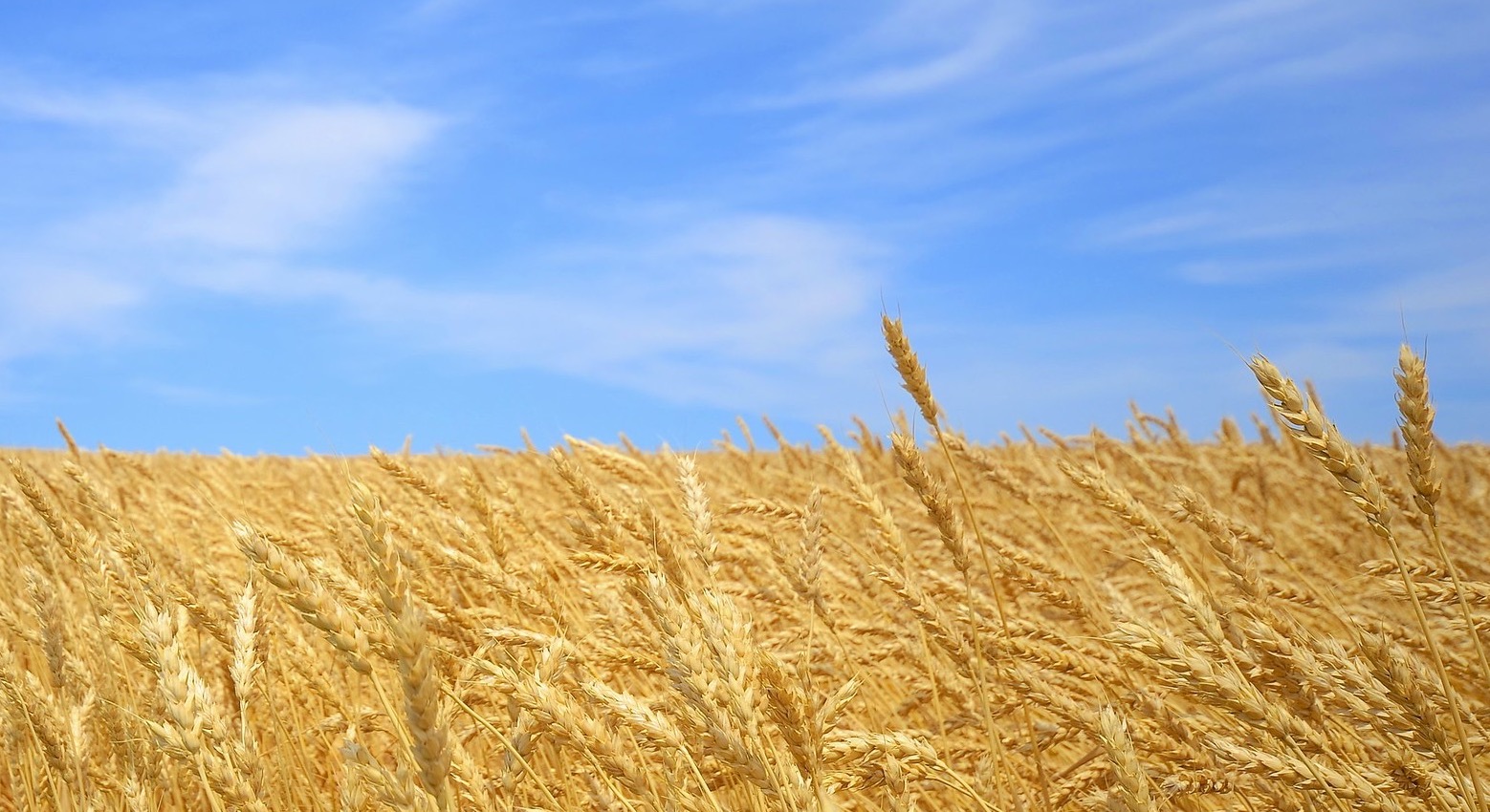 Finding hidden genetic treasure: Historic wheat collection.