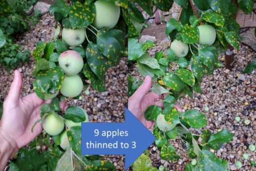 Apple Tree Care 102: Thinning Fruit, by T.S., Ph.D.
