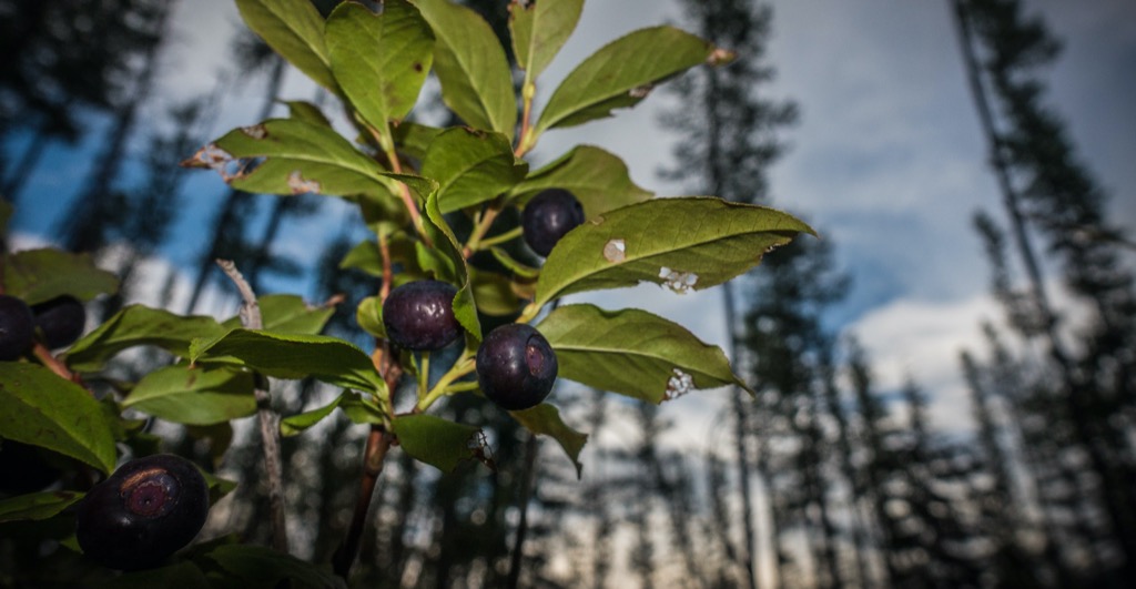 We spent five hours picking huckleberries and serviceberries.
