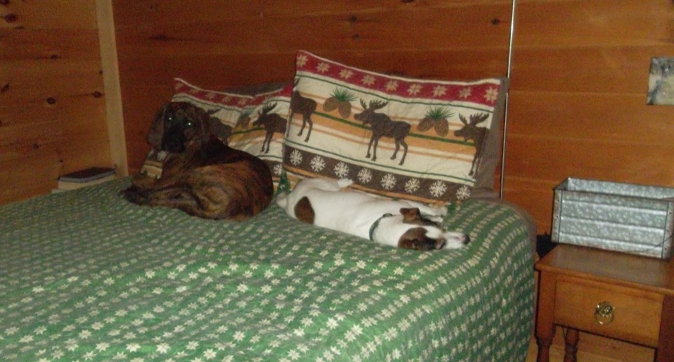 Training Your Puppy. Heel/walk/sit/stay need to be verbalized.