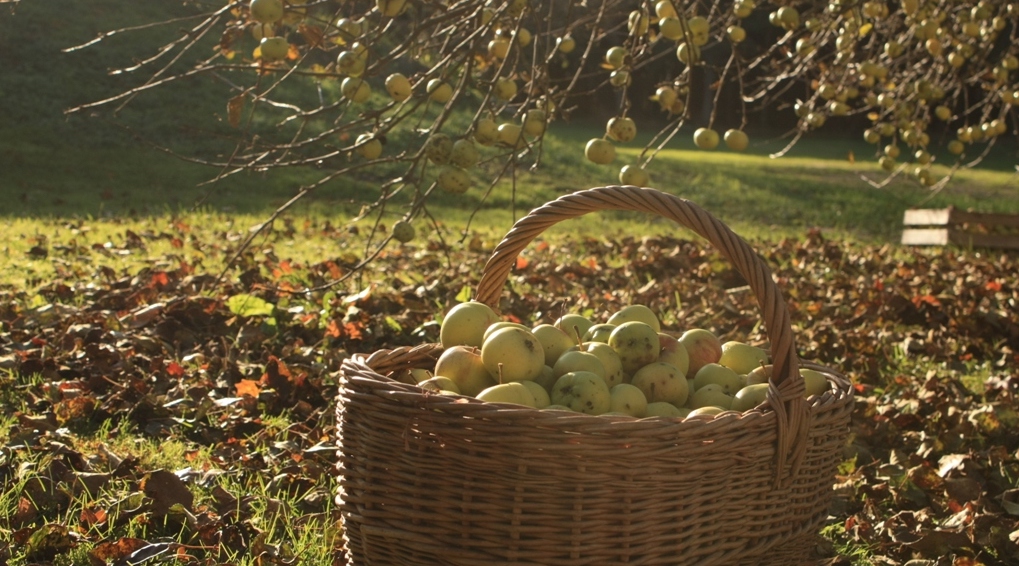 I picked 125 pounds of small round purple plums from our tree that ...