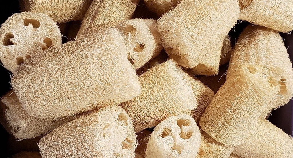 How to Grow and Process Luffah Sponges, by St. Funogas
