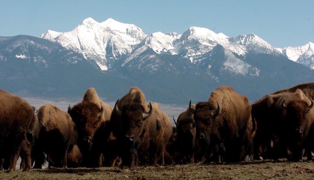 Today, news about another bison death at Yellowstone. (See the Montana ...