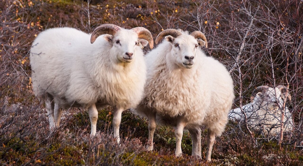I did help Lily reorganize our barrels of feed grains for our livestock.