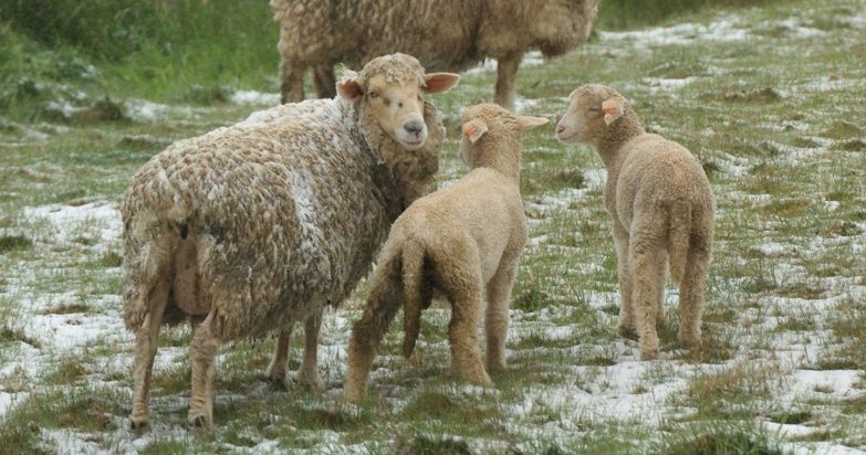 Lambing season has arrived for our flock of sheep!