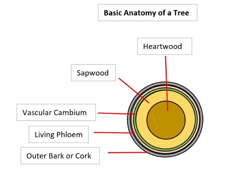 Preventing Starvation: Large Scale Cambium Harvesting.